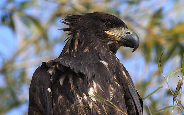 Eaglet Released by AEF Spotted in Pennsylvania Near Lake Erie ...