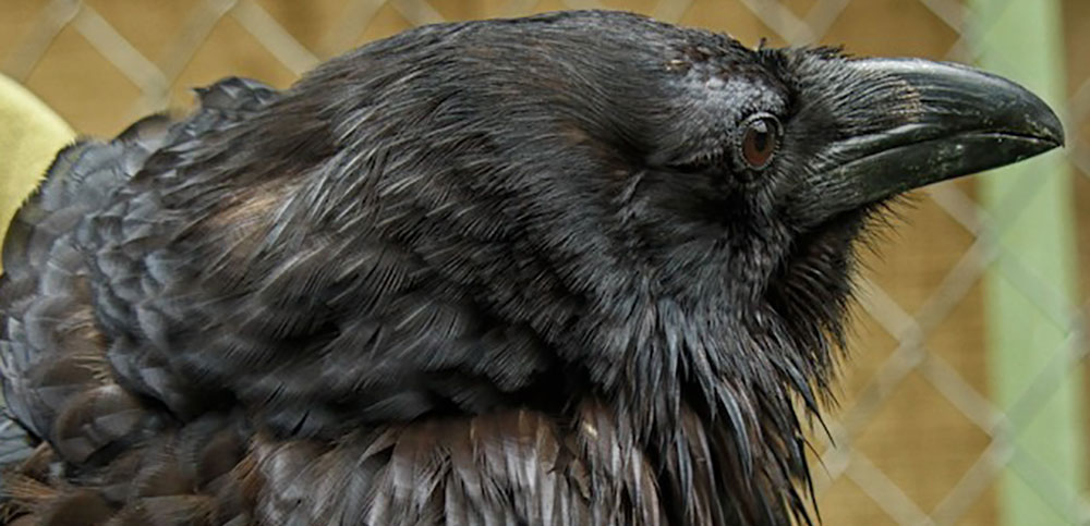 Corvids – American Eagle Foundation