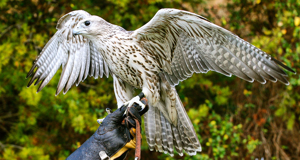 Falcons - American Eagle Foundation