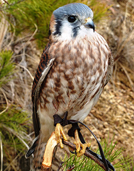 Falcons – American Eagle Foundation