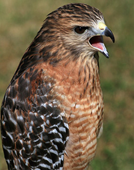 Hawks - American Eagle Foundation