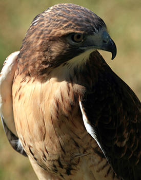 In Memory | American Eagle Foundation