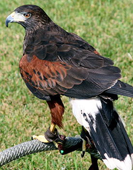 Hawks – American Eagle Foundation