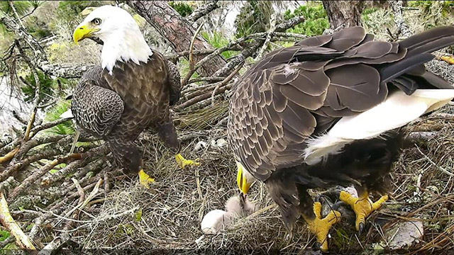 Bald Eaglet Born Christmas Day Eggscites Viewers Worldwide | American ...
