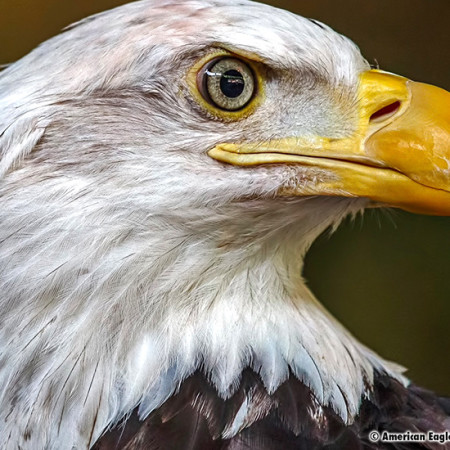ADOPT – American Eagle Foundation