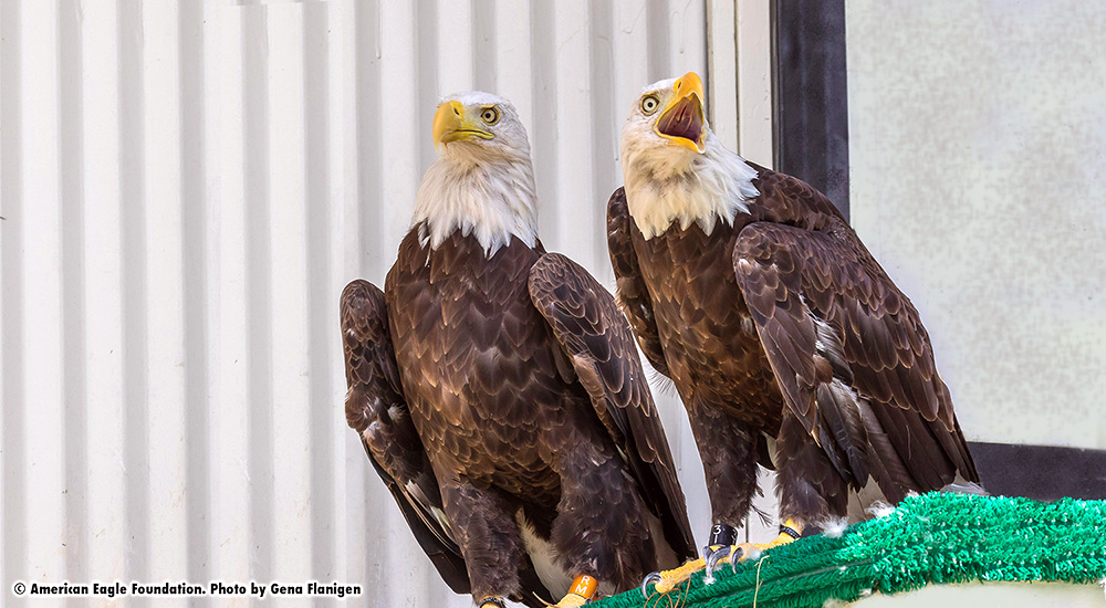 Freedom & Faithful Spirit – American Eagle Foundation