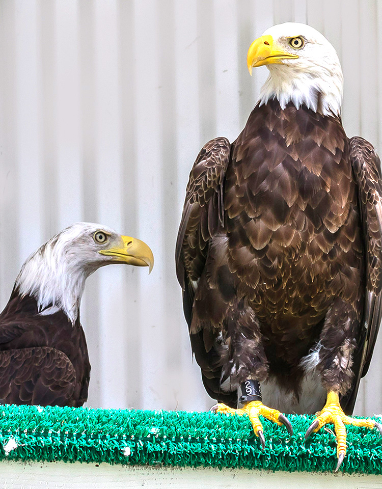 Nest Pairs | American Eagle Foundation