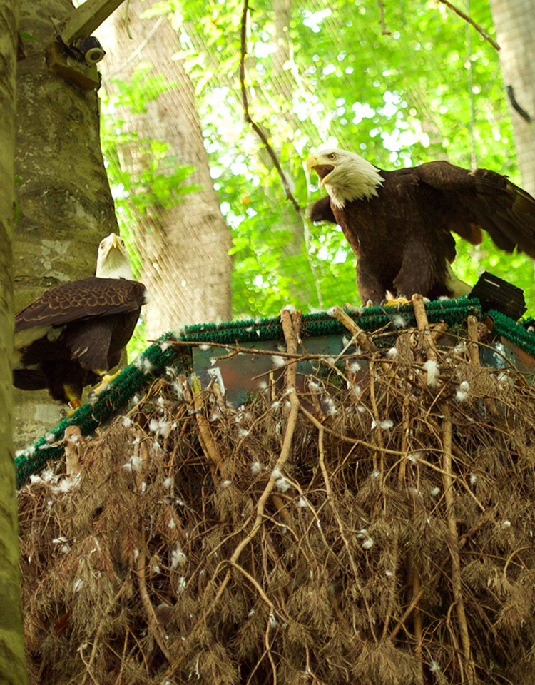 Nest Pairs | American Eagle Foundation