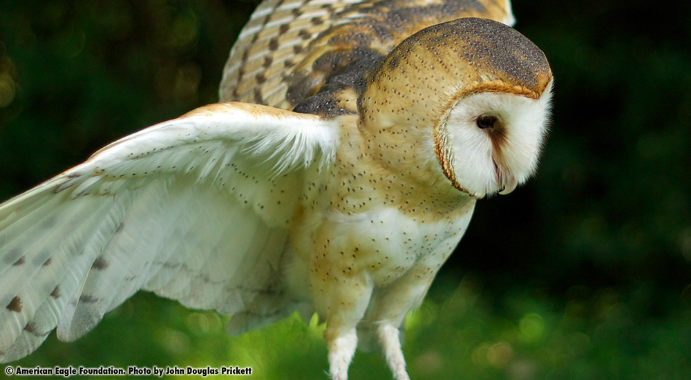Jupiter – American Eagle Foundation
