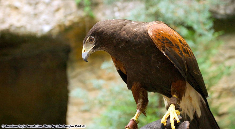 Maverick – American Eagle Foundation