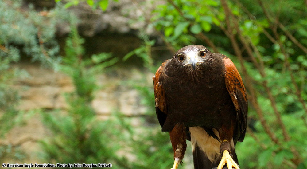 Maverick – American Eagle Foundation