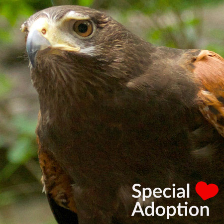 ADOPT – American Eagle Foundation