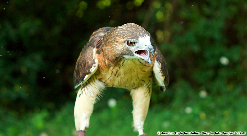 Orion – American Eagle Foundation