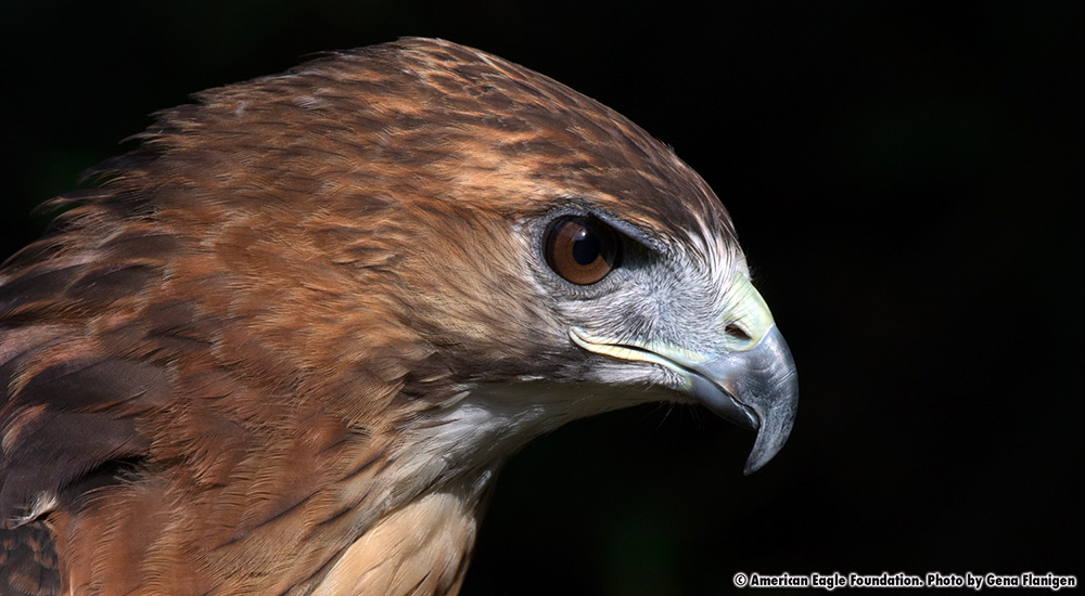 Orion – American Eagle Foundation