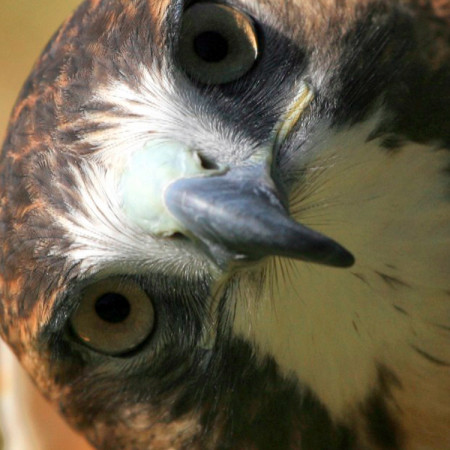 ADOPT – American Eagle Foundation