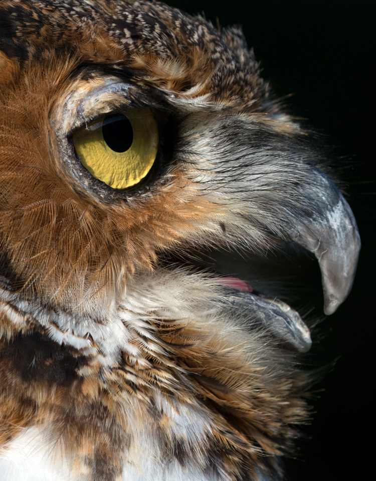Owls – American Eagle Foundation