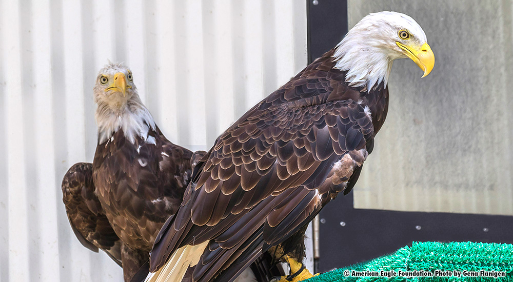Peace & Faithful – American Eagle Foundation