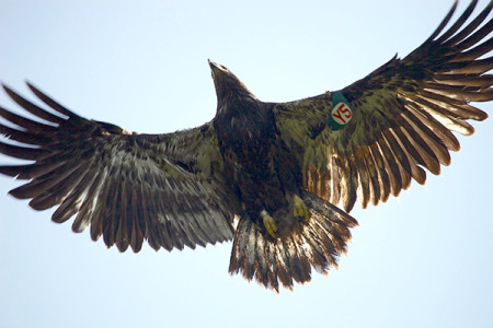 Eagle Hacking | American Eagle Foundation