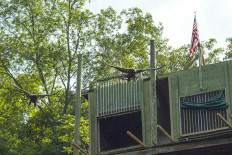 Eagle Hacking | American Eagle Foundation