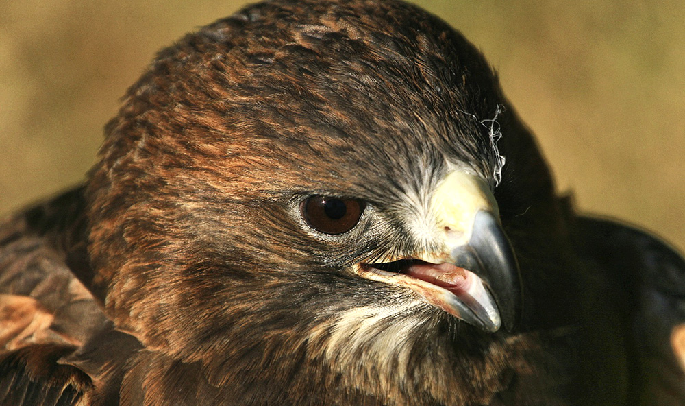 Luci – American Eagle Foundation