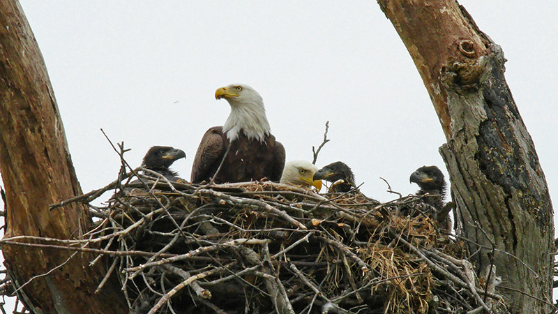 Once Again, a Land of Eagles | American Eagle Foundation