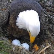 NEWS & UPDATES – American Eagle Foundation