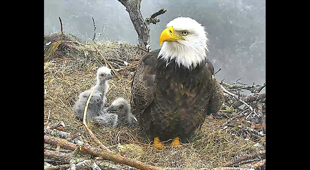 NEFL – Just An Absolutely Incredible Season – American Eagle Foundation