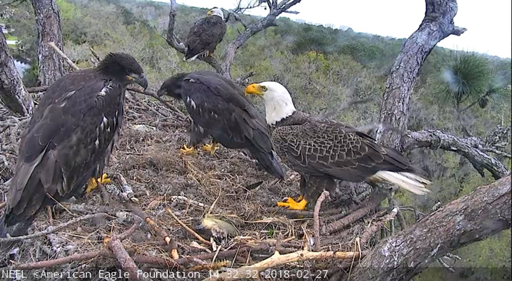 NEFL – Just An Absolutely Incredible Season – American Eagle Foundation