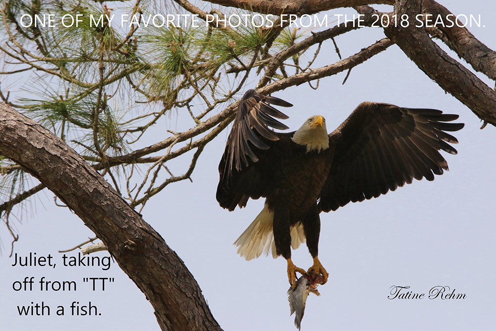 NEFL – Just An Absolutely Incredible Season – American Eagle Foundation