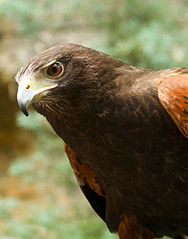 Hawks – American Eagle Foundation