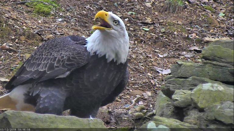 Eagle Mountain Sanctuary | American Eagle Foundation