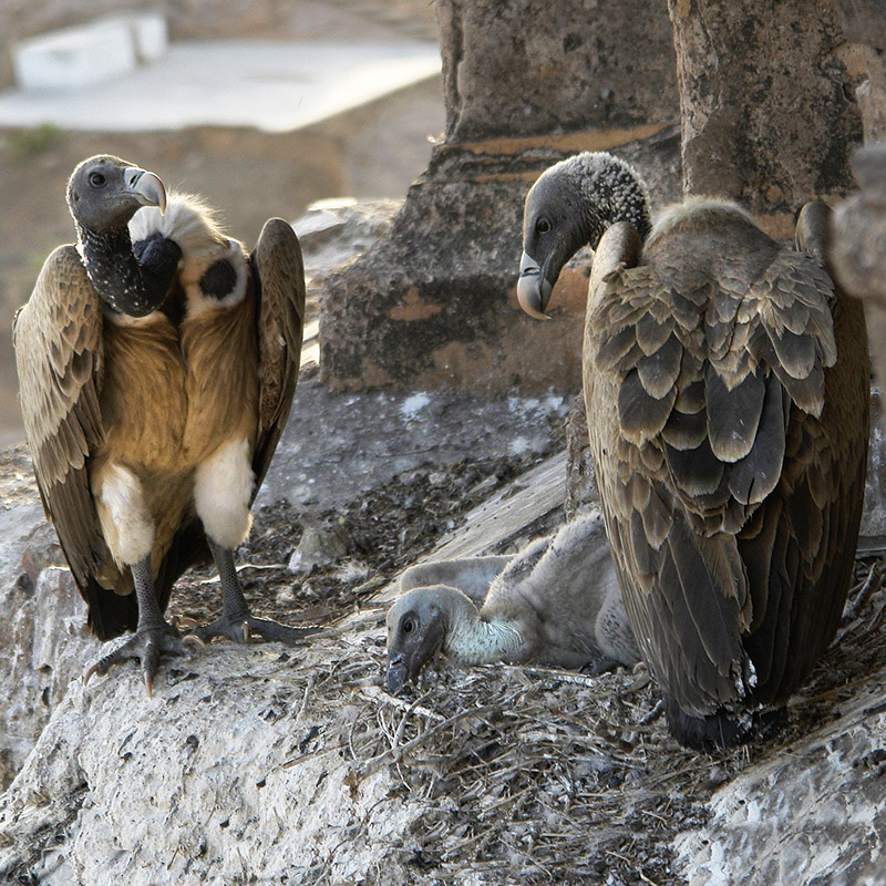 Be A Voice For Vultures – American Eagle Foundation