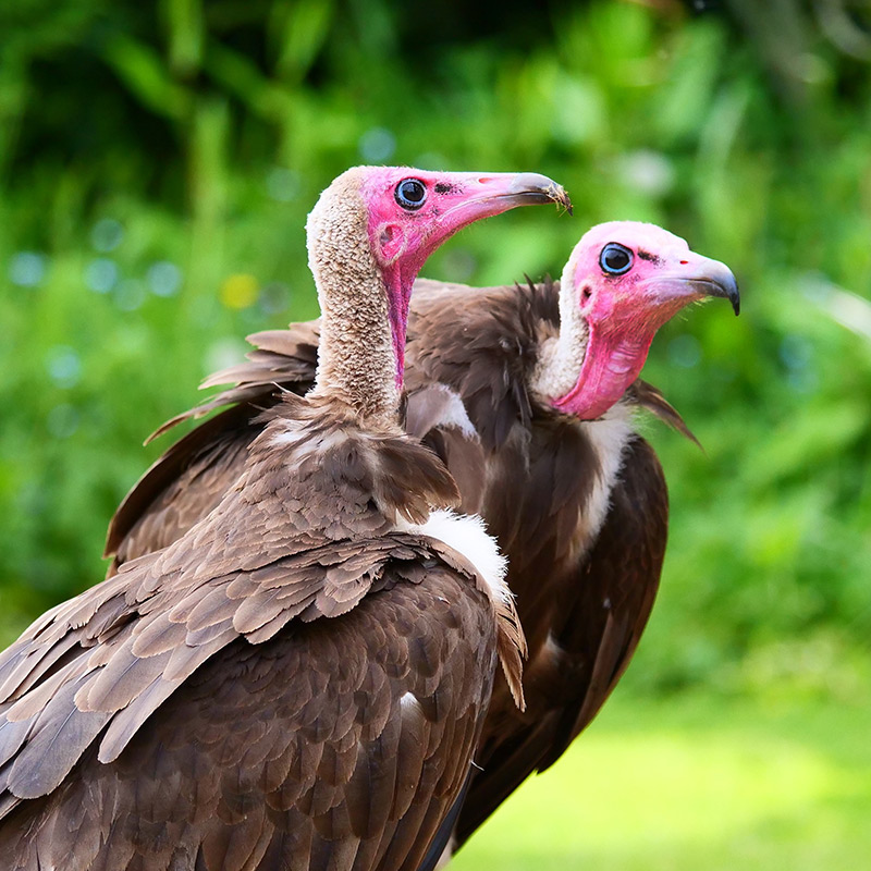 Be A Voice For Vultures – American Eagle Foundation
