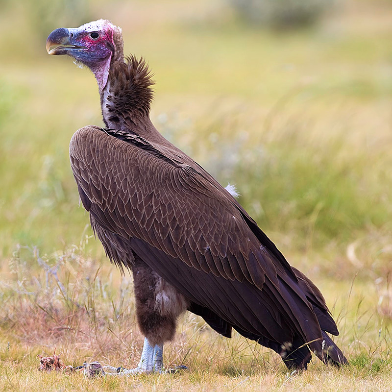 Be A Voice For Vultures – American Eagle Foundation