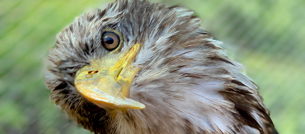 Scout – American Eagle Foundation