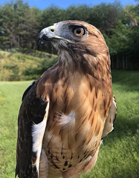 Hawks – American Eagle Foundation