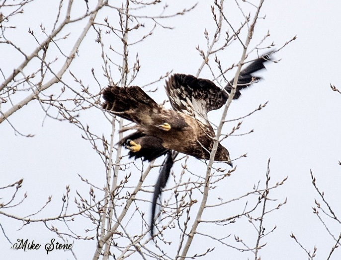 2019 Dollywood Nesting Season – American Eagle Foundation