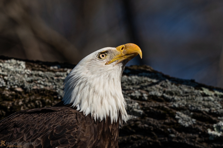 Success Stories | American Eagle Foundation