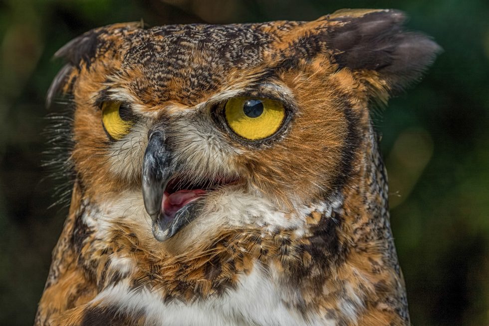 MEET OUR BIRDS | American Eagle Foundation