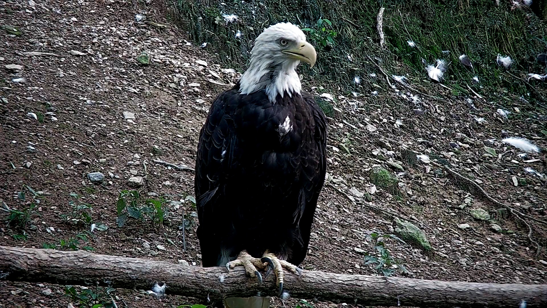 Eagle Mountain Sanctuary | American Eagle Foundation