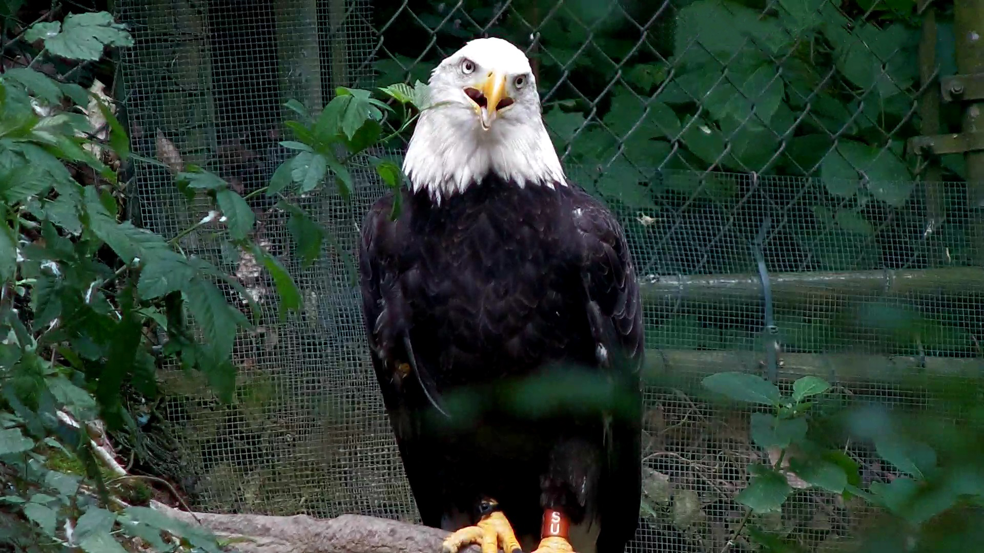 Eagle Mountain Sanctuary | American Eagle Foundation