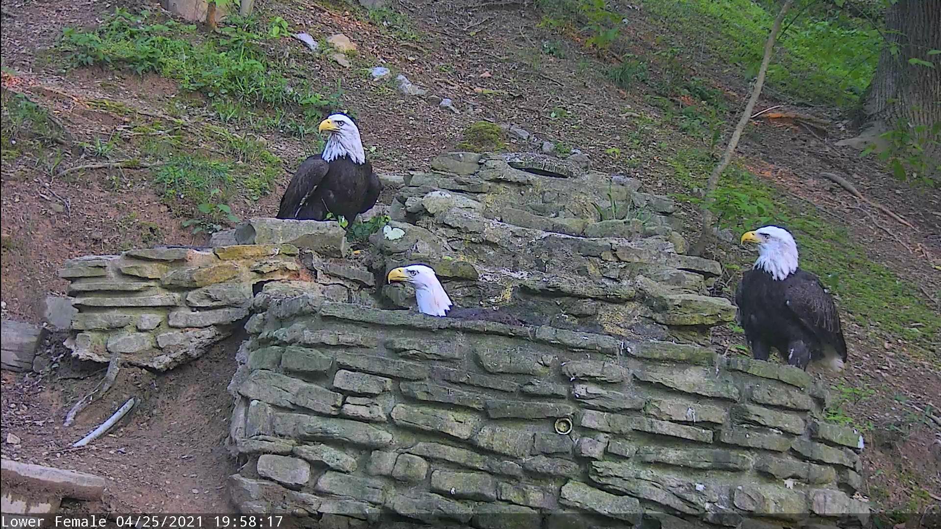 Eagle Mountain Sanctuary | American Eagle Foundation