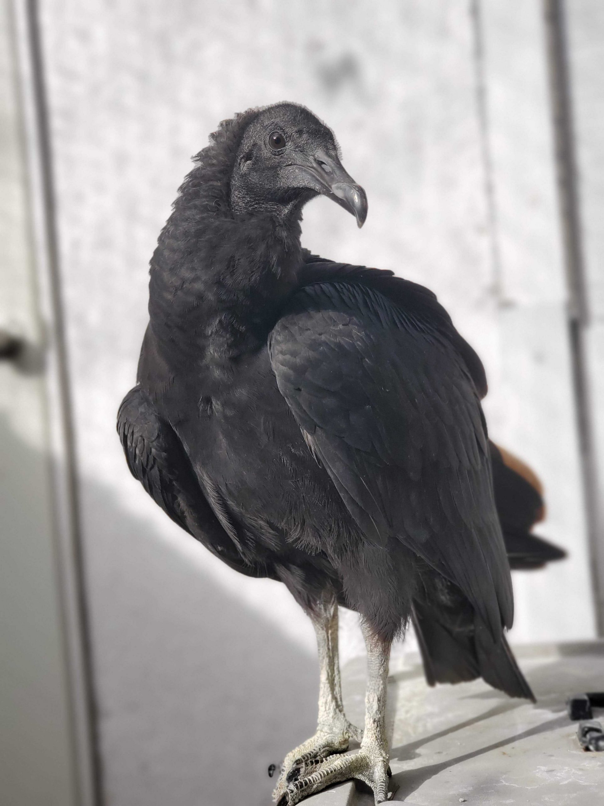 Bash | American Eagle Foundation