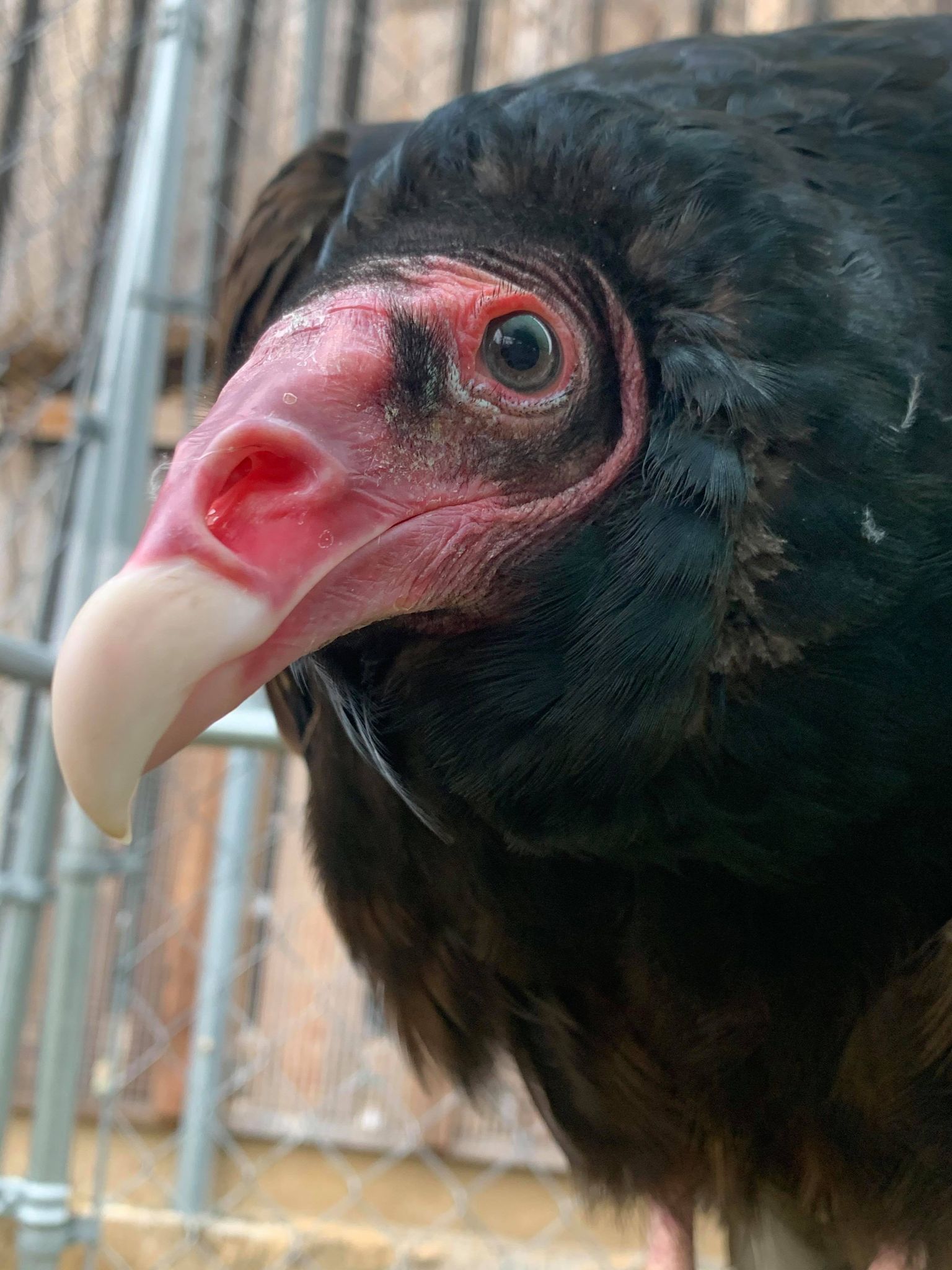 Coraline | American Eagle Foundation