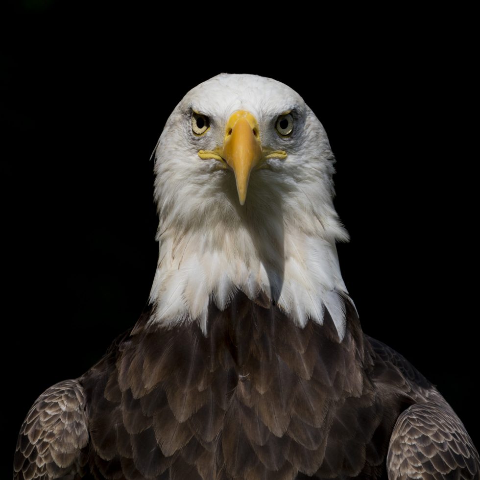 American Eagle Foundation | Protecting and Caring for Bald Eagles and Other Birds of Prey
